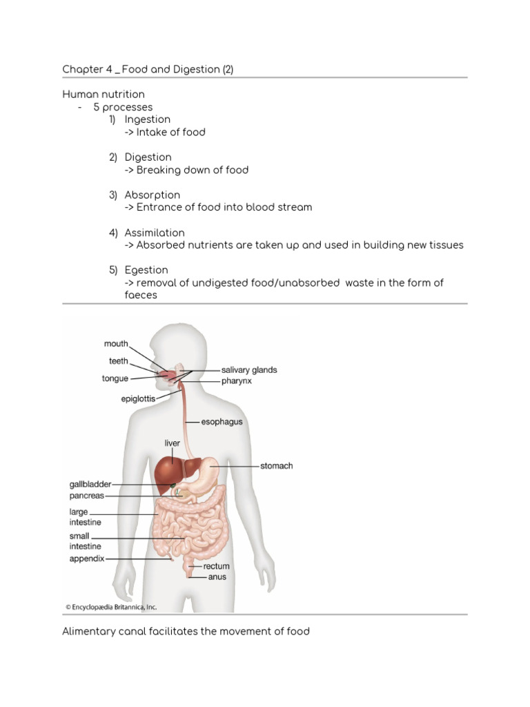 Food Digestion and Nutrient Absorption | PDF | Digestion | Stomach