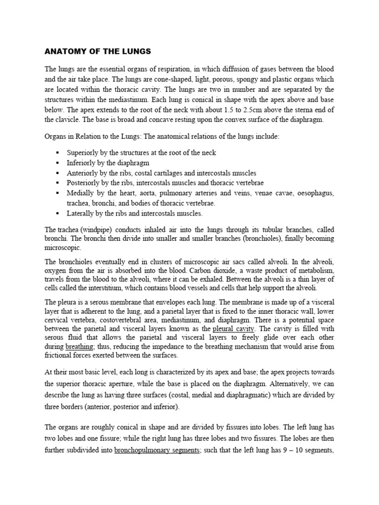 Anatomy of The Lungs | PDF | Lung | Respiratory System