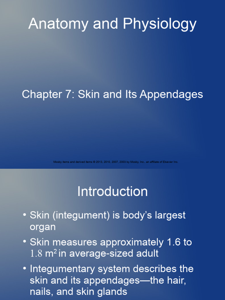 Chapter 7 Skin | PDF | Skin | Epidermis