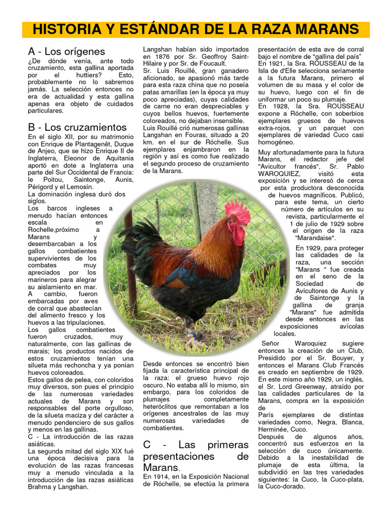 Marans | PDF | Pollo | Color
