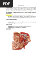 Arteria Maxilar Interna | PDF | Cabeza y cuello humanos | Anatomía humana