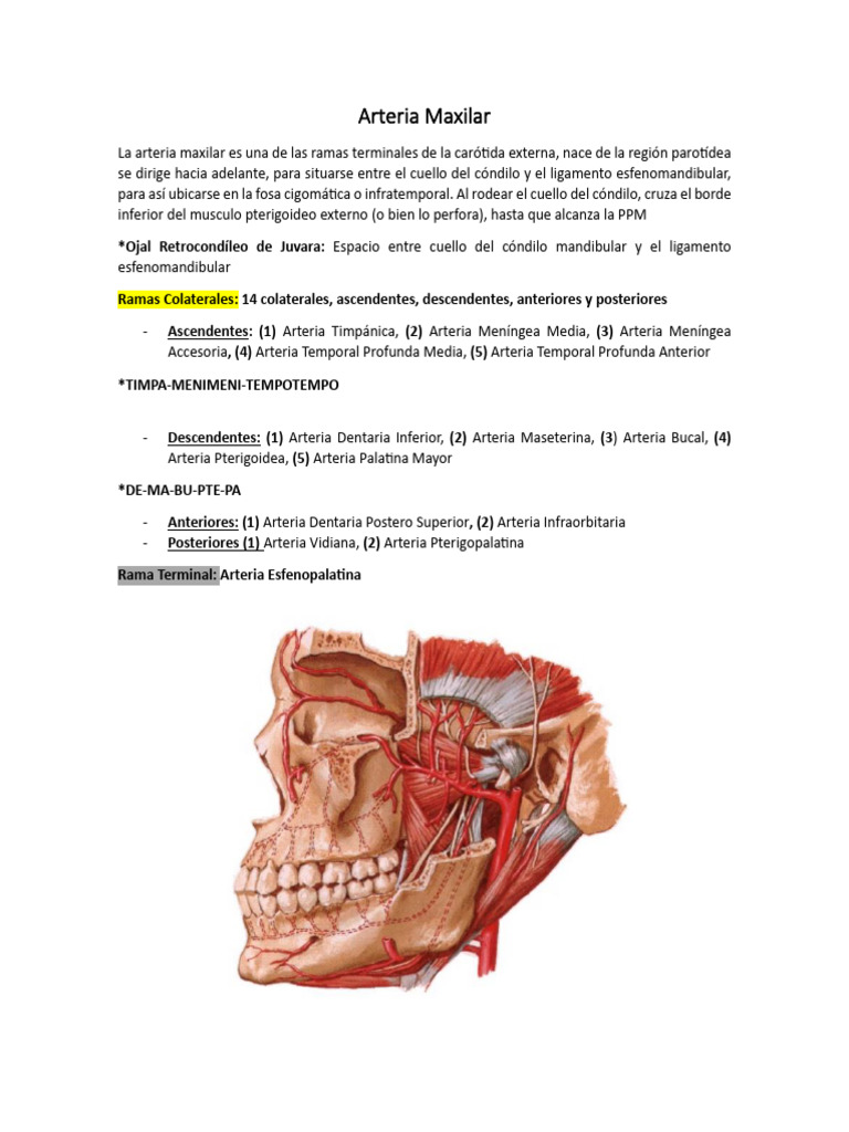 Arteria Maxilar | PDF | Anatomía humana | Anatomía