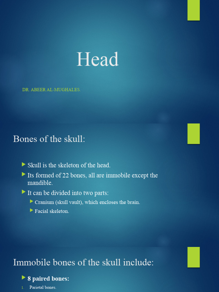 Head | PDF | Skull | Human Anatomy