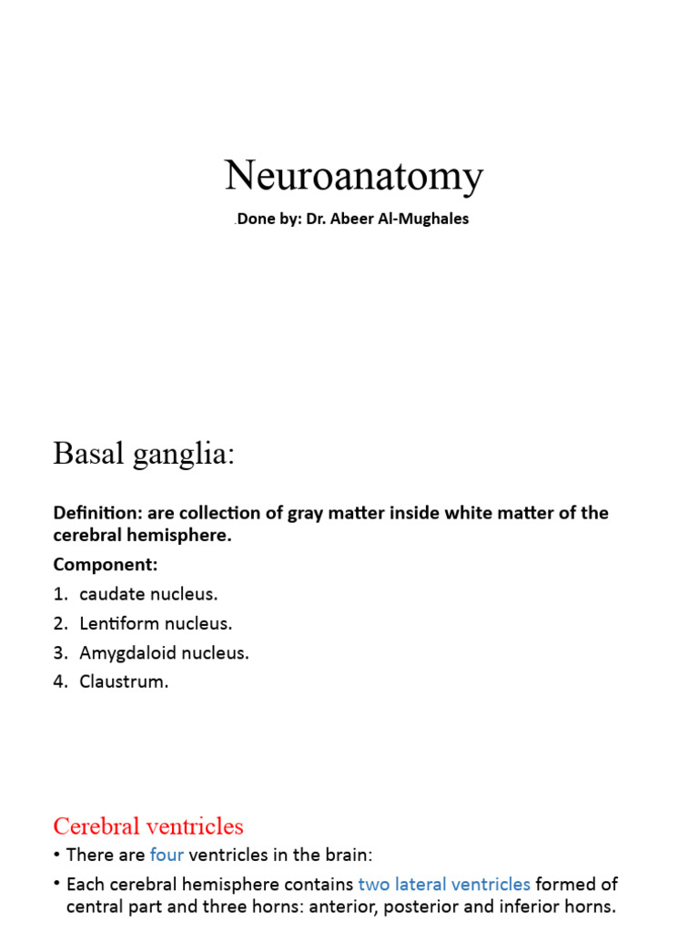 Neuroanatomy 2 | PDF