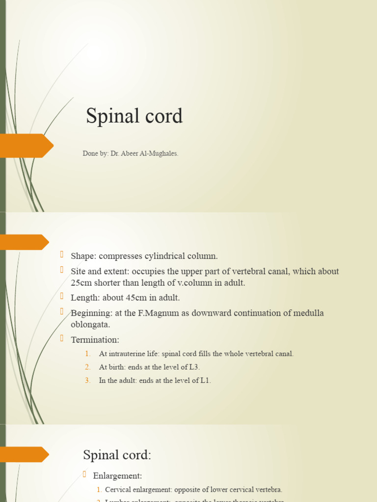 Spinal Cord | PDF | Spinal Cord | Vertebral Column