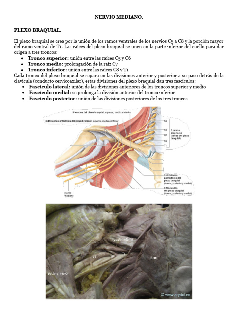 Anatomía y Función del Nervio Mediano | PDF | Mano | Anatomía humana