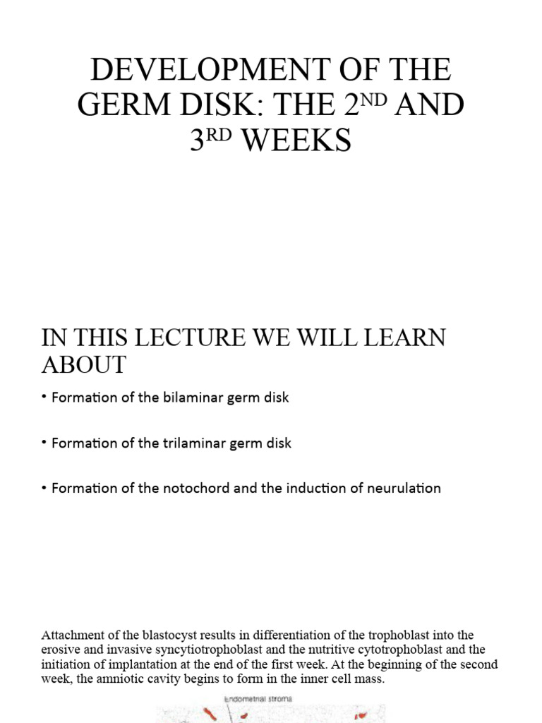 Development of The Germ Disk | PDF | Wellness
