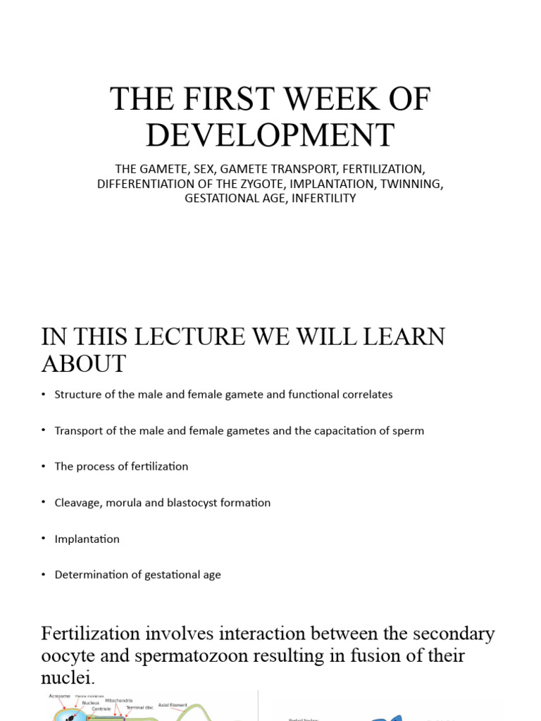 The First Week of Development | PDF | Fertilisation | Sperm