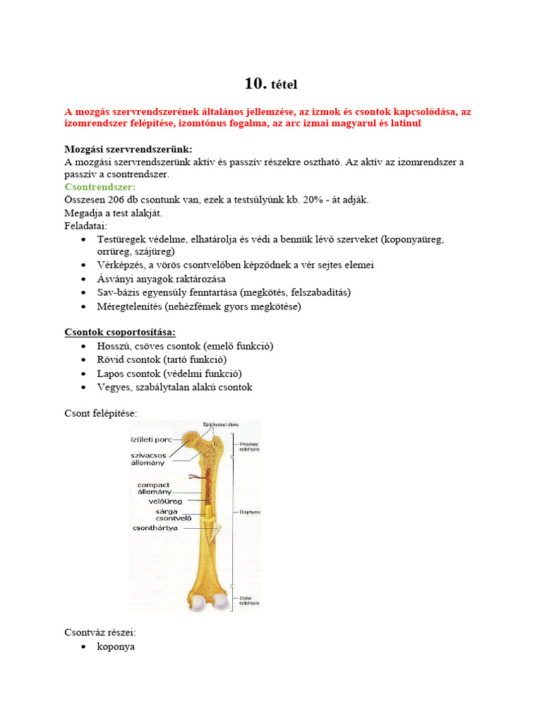 Az Arc Izmai Magyarul És Latinul | PDF