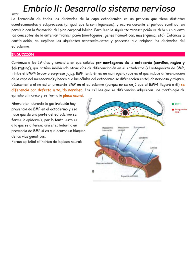 Resumen Embrio 3 Sistema Nervioso | PDF | Sistema nervioso | Cerebro