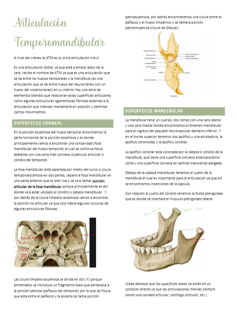Tipeo ATM Anatomia | PDF | Articulación | Sistema musculoesquelético