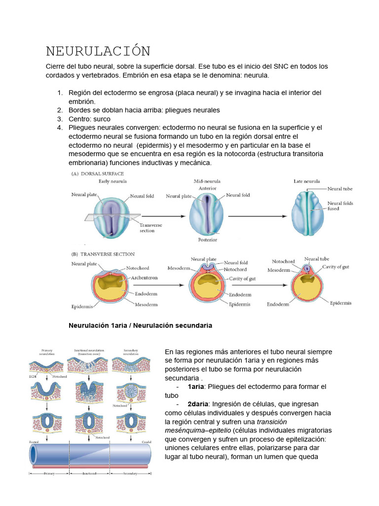 Desarrollo Embrionario III Neurulación | PDF | Anatomía | Biología del ...