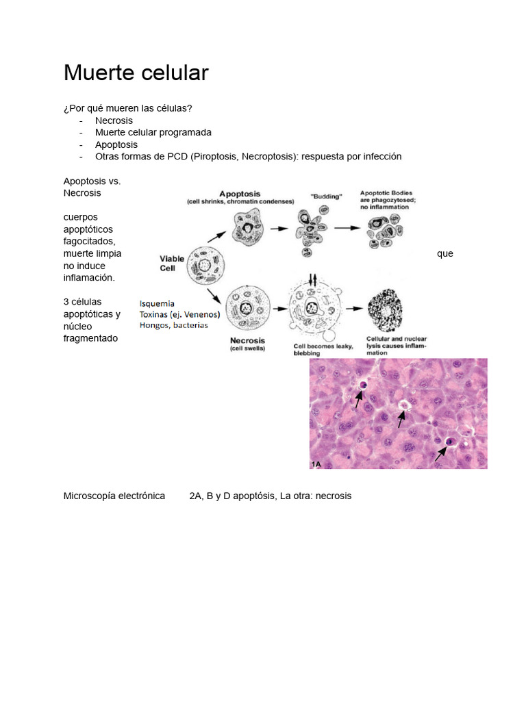 Muerte Celular | PDF | Apoptosis | Citocromo C