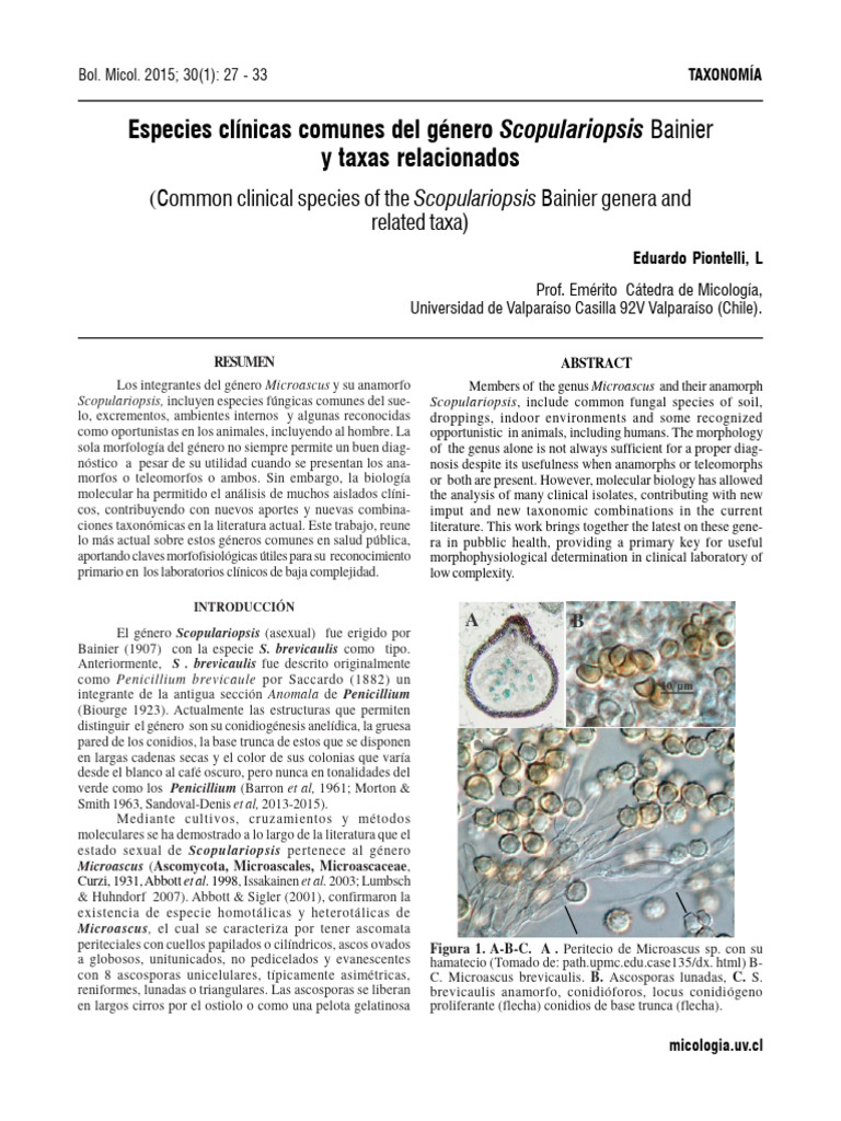 Especies clínicas de Scopulariopsis y Microascus | PDF | Organismos ...