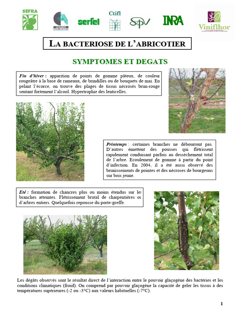 Plaquette Bactériose Abricotier | PDF | Greffe (botanique) | Bactérie