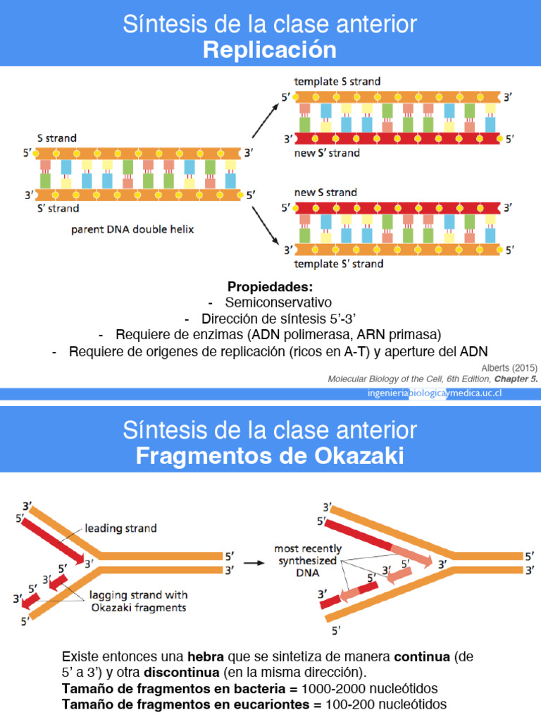 Clase05_Transcripcion | PDF | Rna Splicing | Replicación De Adn