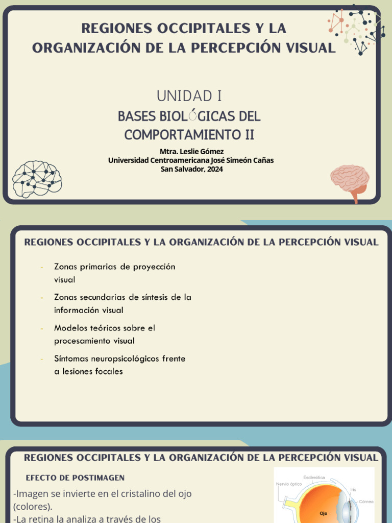02 2024 Interciclo BBCII Regiones Occipitales y La Organización de La Percepción Visual | PDF ...