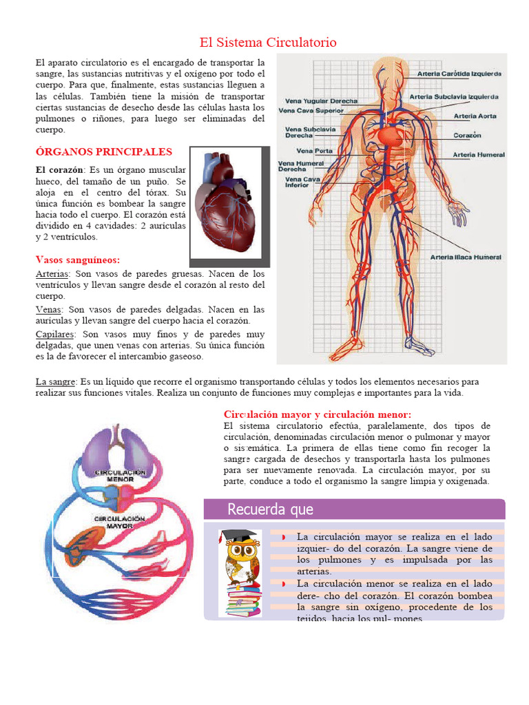 Sistema-Circulatorio- | PDF | Sistema circulatorio | Corazón