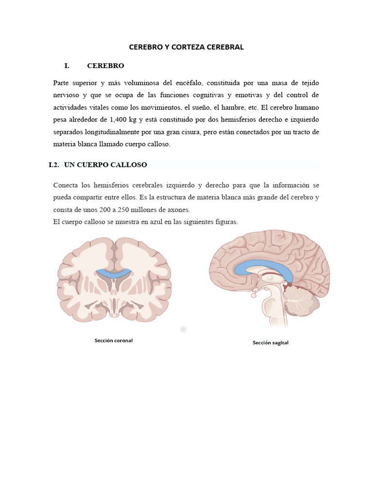 Cerebro y Corteza Cerebral | PDF | Cerebro | Hemisferio cerebral