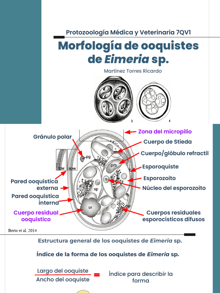 Morfología de Los Ooquistes de Eimeria Sp. | PDF | Biología | Microbiología