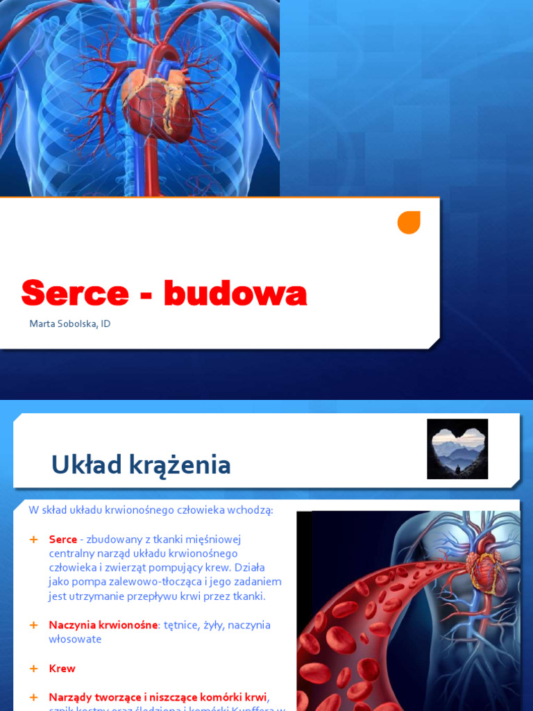 Serce Budowa | PDF