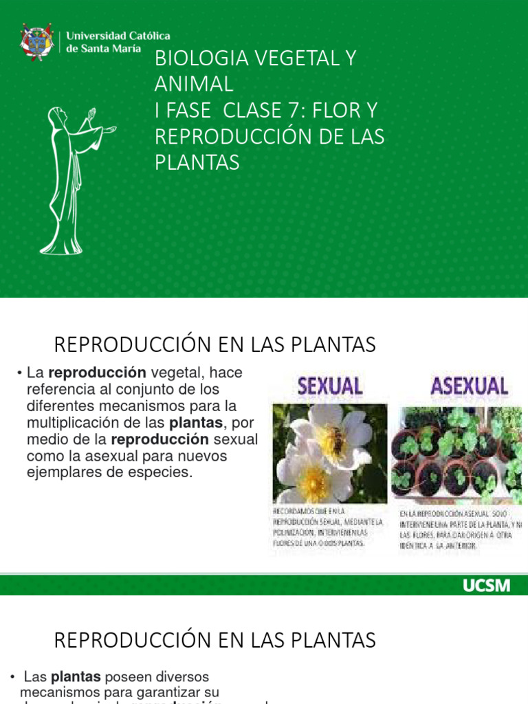 Clase 7 Reproduccion en Las Plantas | PDF | Flores | Plantas