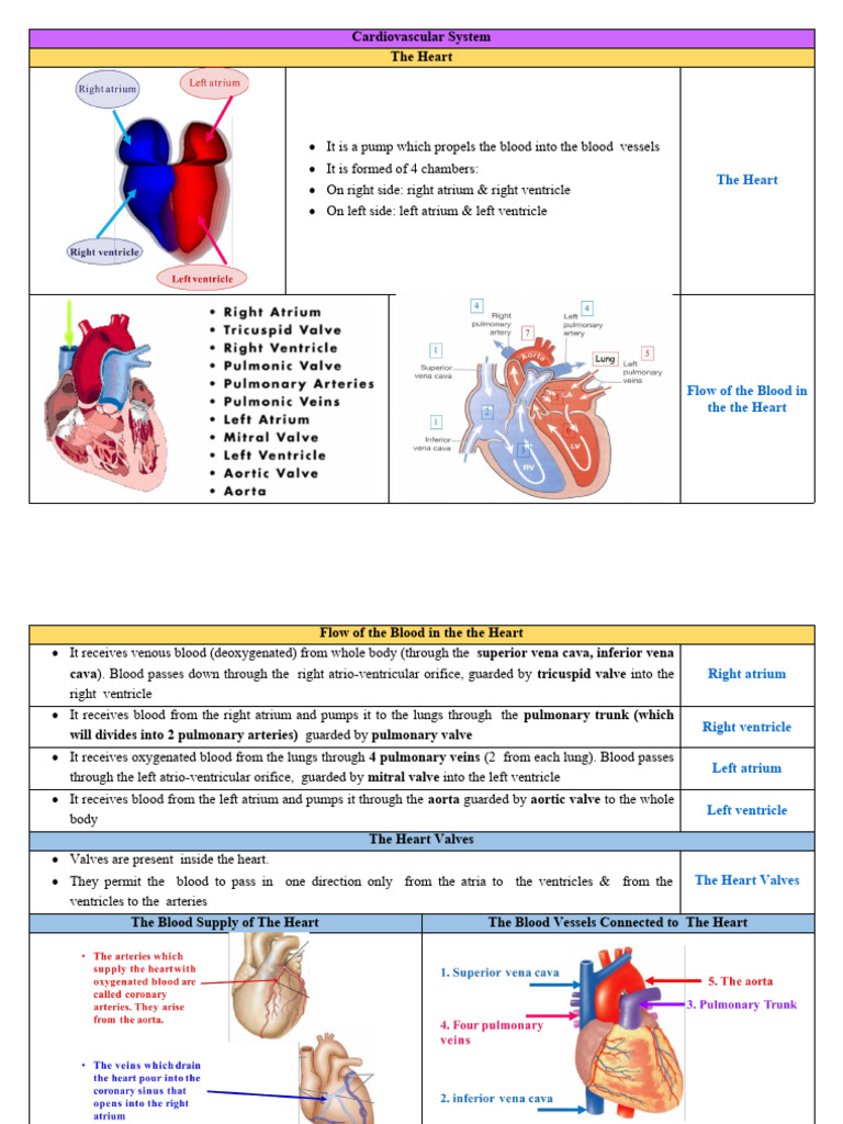 Cardiovascular System | PDF | Vein | Atrium (Heart)