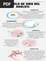 Ciclo de Vida del Ajolote | PDF