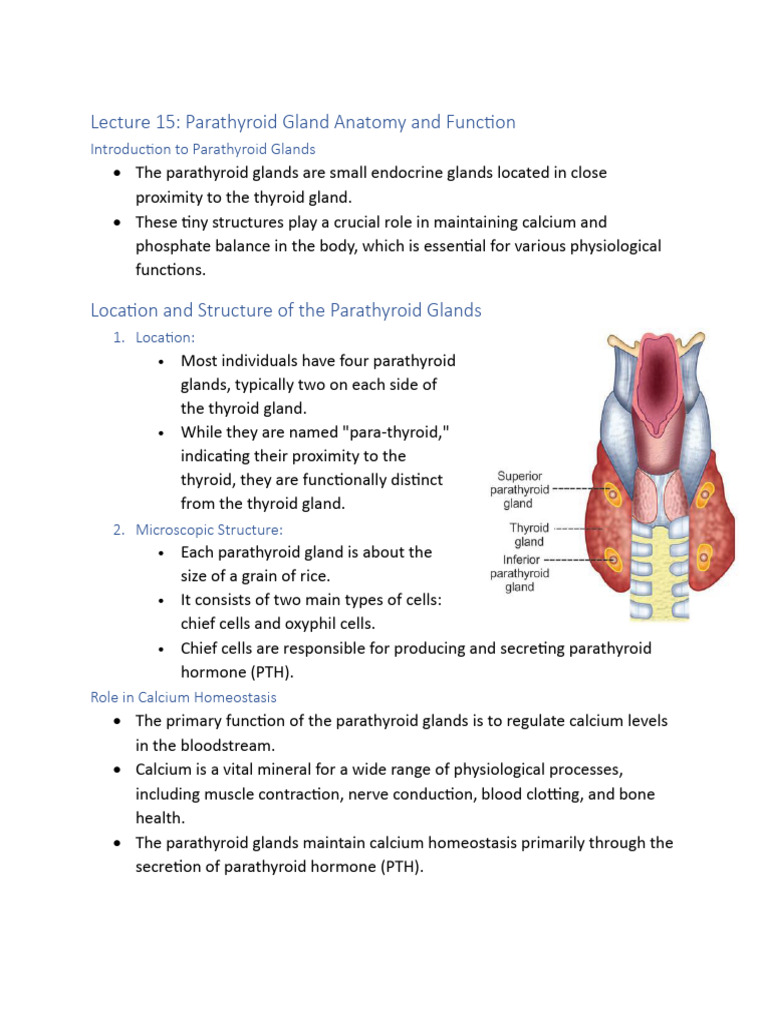 Lecture 15 Parathyroid Gland Anatomy and Function | PDF | Parathyroid ...