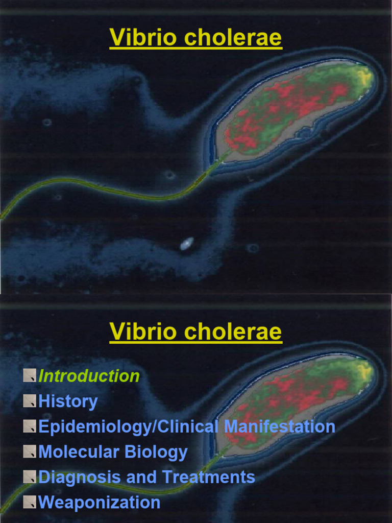 L5-Vibrio Cholerae | PDF | Cholera | Infection