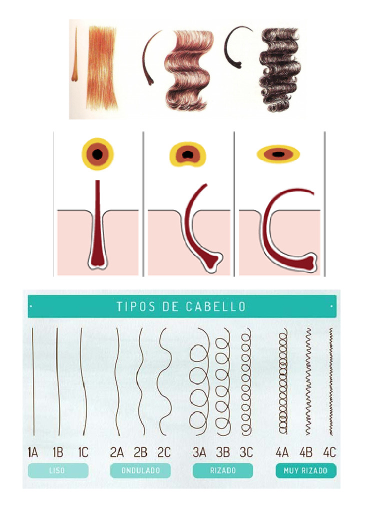 Tipos de Cabellos | PDF