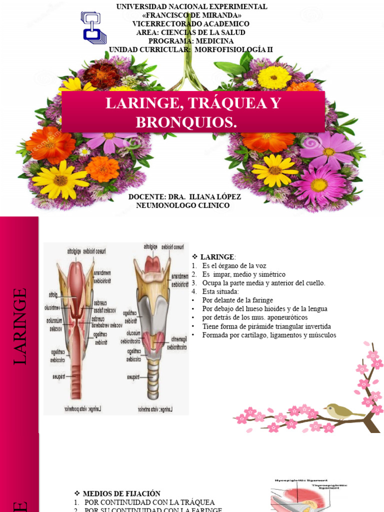 Laringe Traquea y Bronquio NUEVO | PDF | Laringe | Anatomía