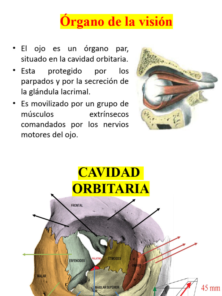Anatomia de La Vision | PDF