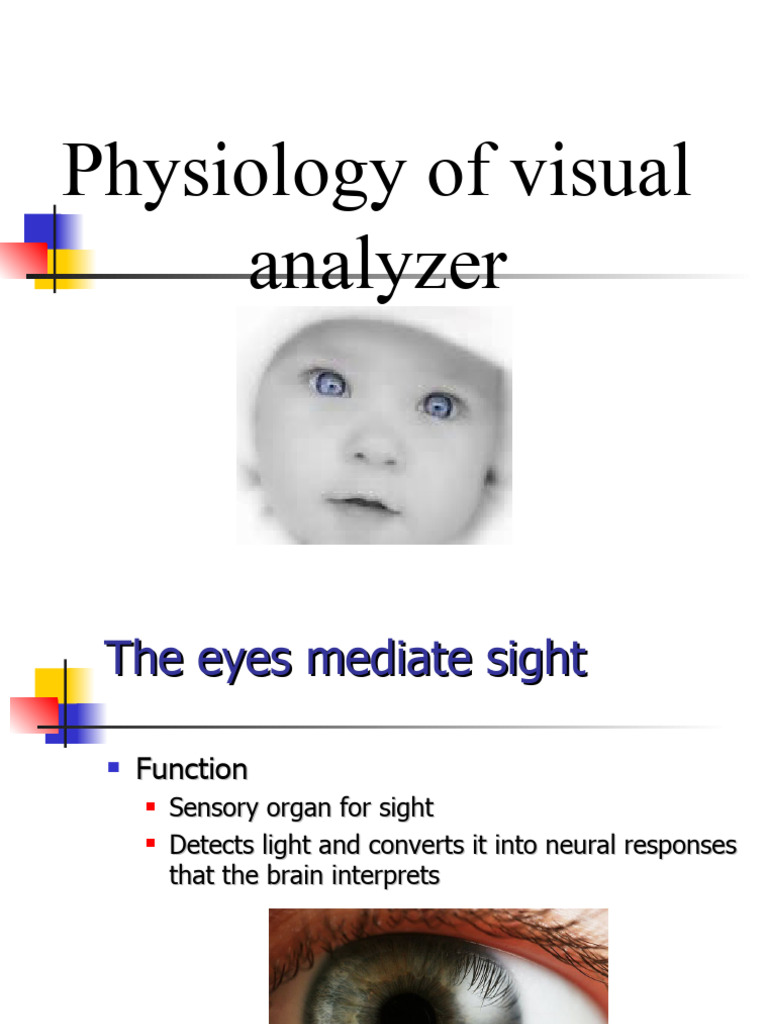 27 Physiology of Visual Analyzer (2) | PDF | Eye | Cornea