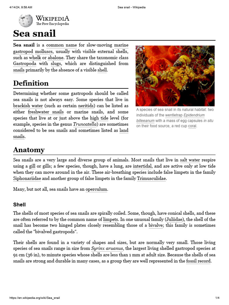 Sea Snail - Wikipedia | PDF | Molluscs