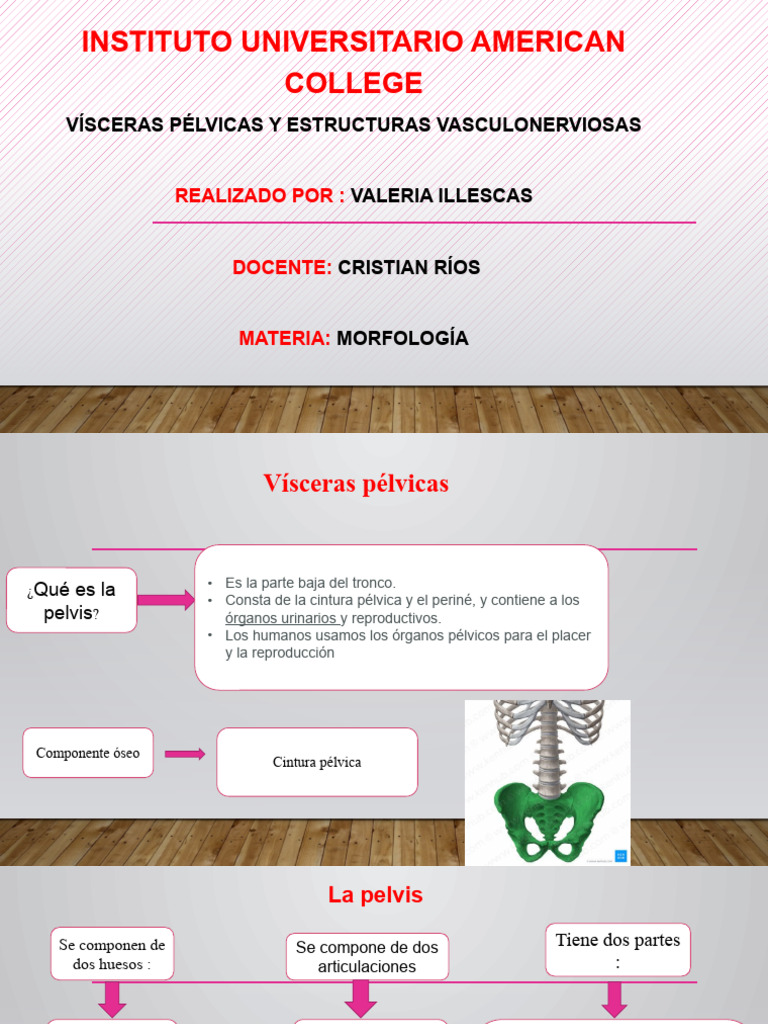visceras pelvicas | PDF | Pelvis | Anatomía humana