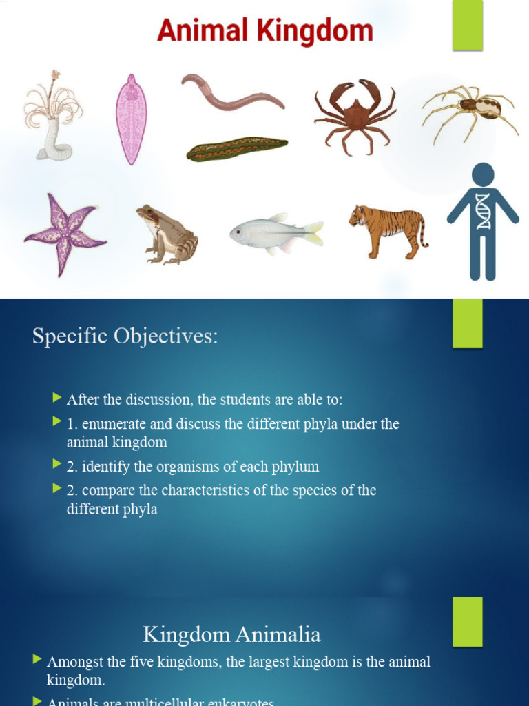Overview of Kingdom Animalia Phyla | PDF | Nematode | Organisms