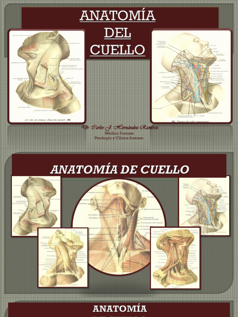 UNIDAD I - CUELLO (Generalidades, Regiones, Triángulos, Fascias y ...