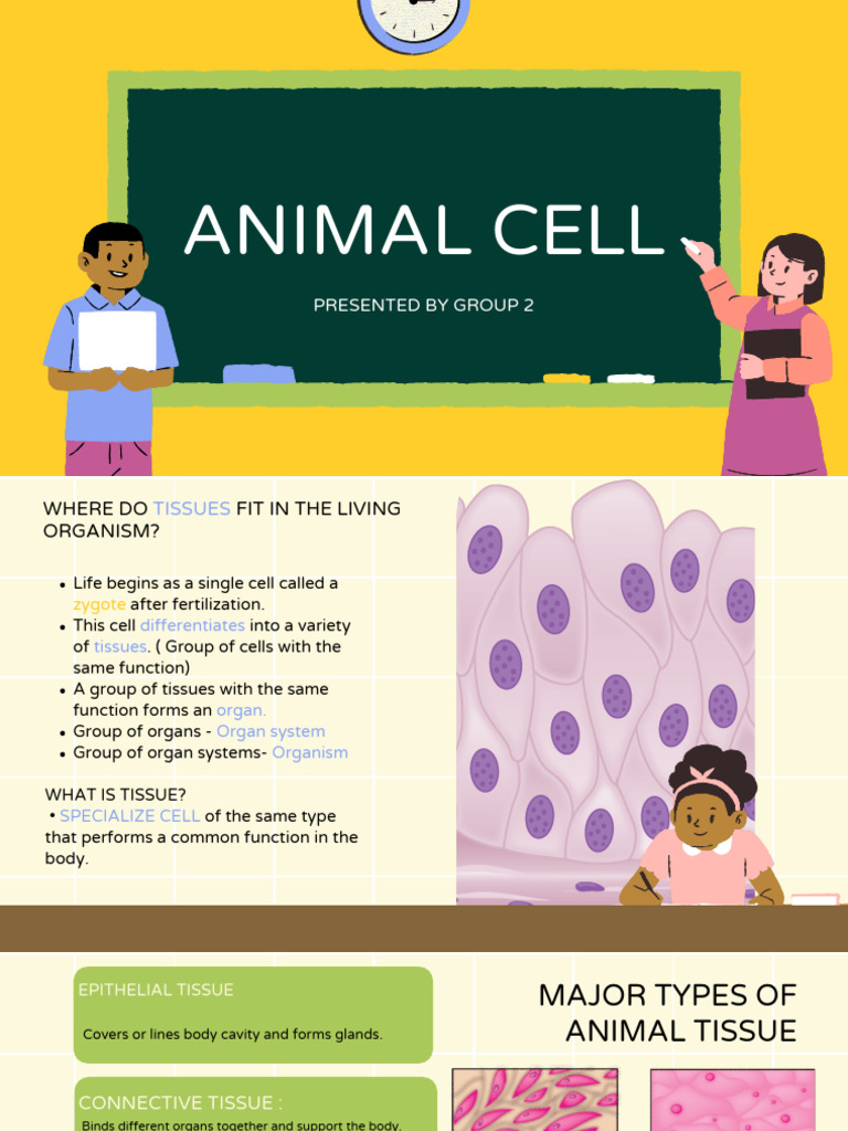 ANIMAL-CELL Group 2 | PDF | Epithelium | Connective Tissue