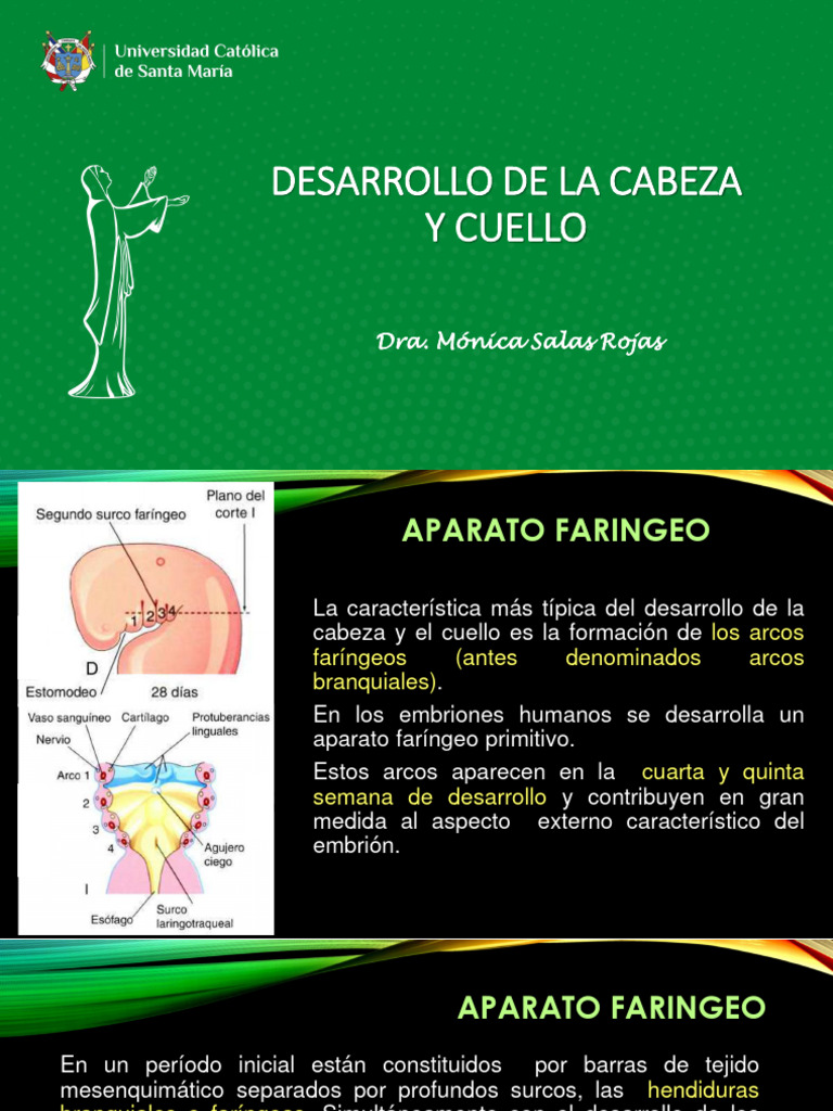 1.2. DESARROLLO DEL APARATO FARINGEO Y DESARROLLO DE LA LENGUA | PDF ...