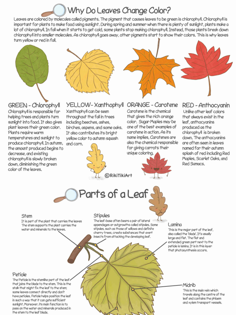 8.5x11 Leaves Study Pack | PDF