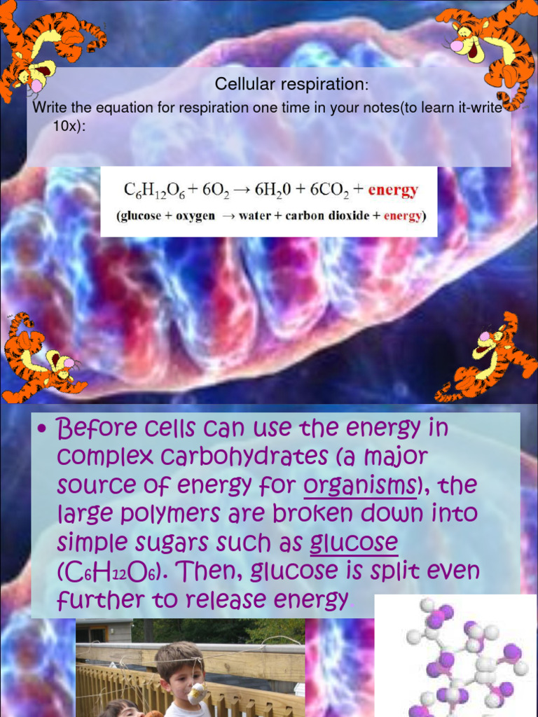 Cellular Respiration:: Write The Equation For Respiration One Time in ...