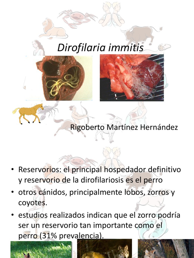 Dirofilaria Immitis | PDF | Especialidades Medicas | Enfermedades y trastornos