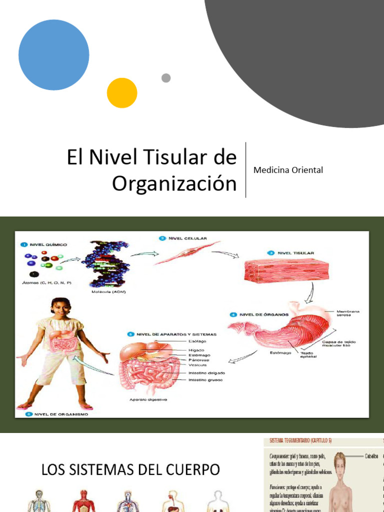 El Nivel Tisular de Organizacion Clase 2.pptx | PDF | Músculo | Tejido ...