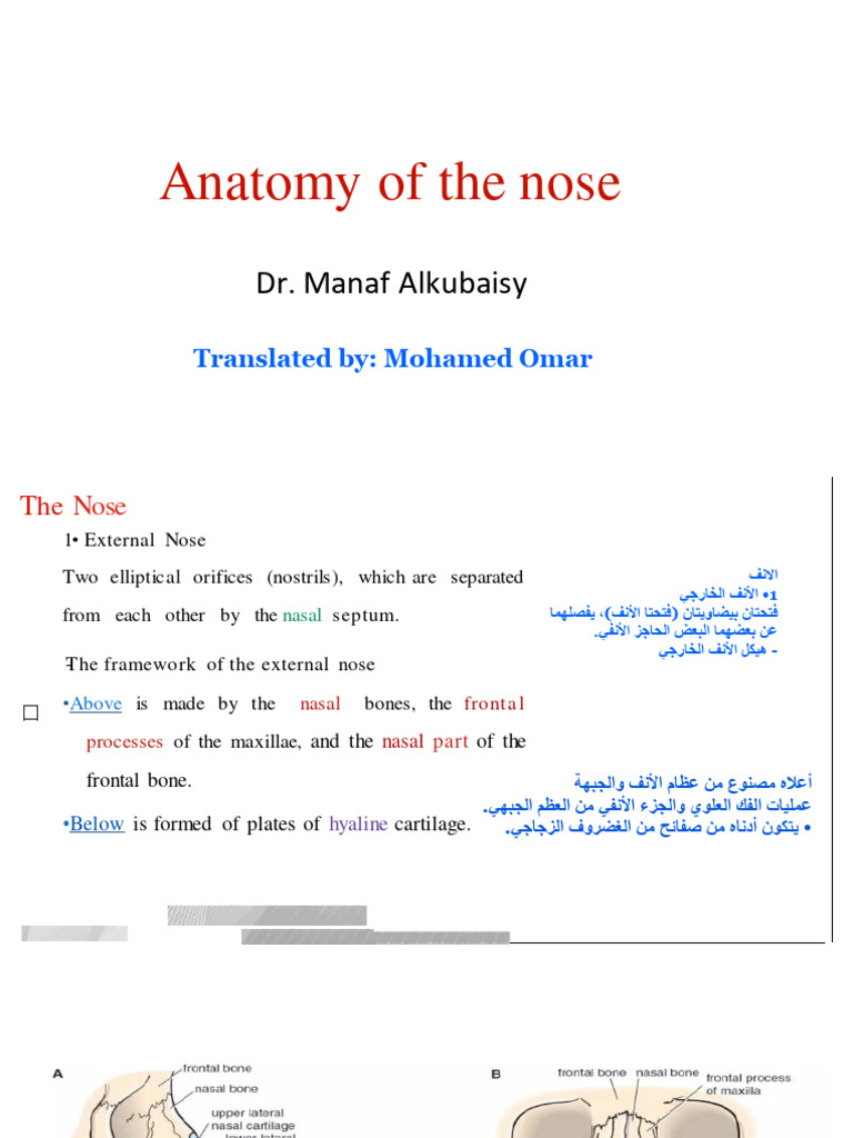 The Nose | PDF | Human Nose | Sensory Organs