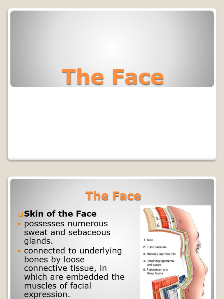 Lec 11 - The Face | PDF | Human Nose | Vein