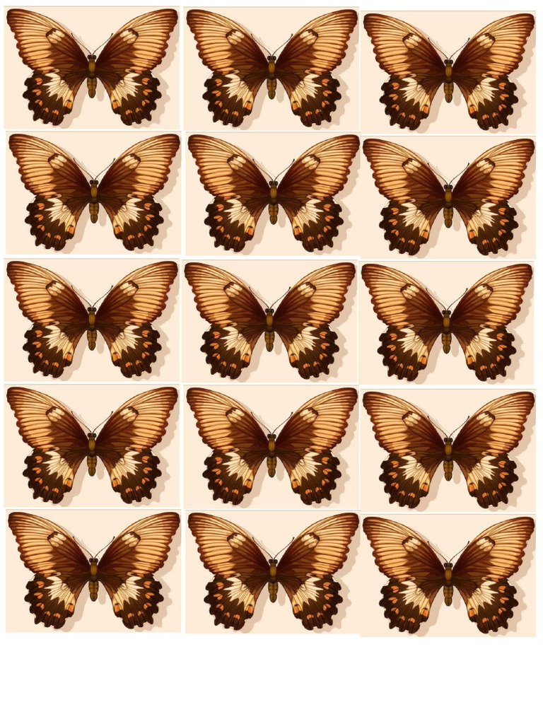 Brown Butterfly | PDF