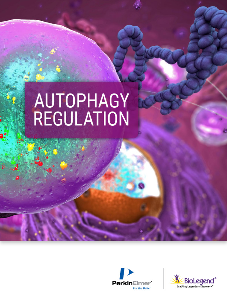 Autophagy-Regulation Ebook | PDF | Autophagy | Molecular Biology