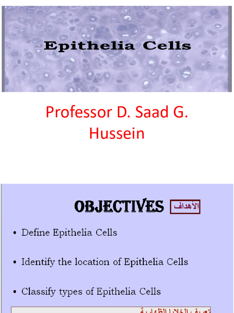 Lect.2 Epithelial 1 | PDF