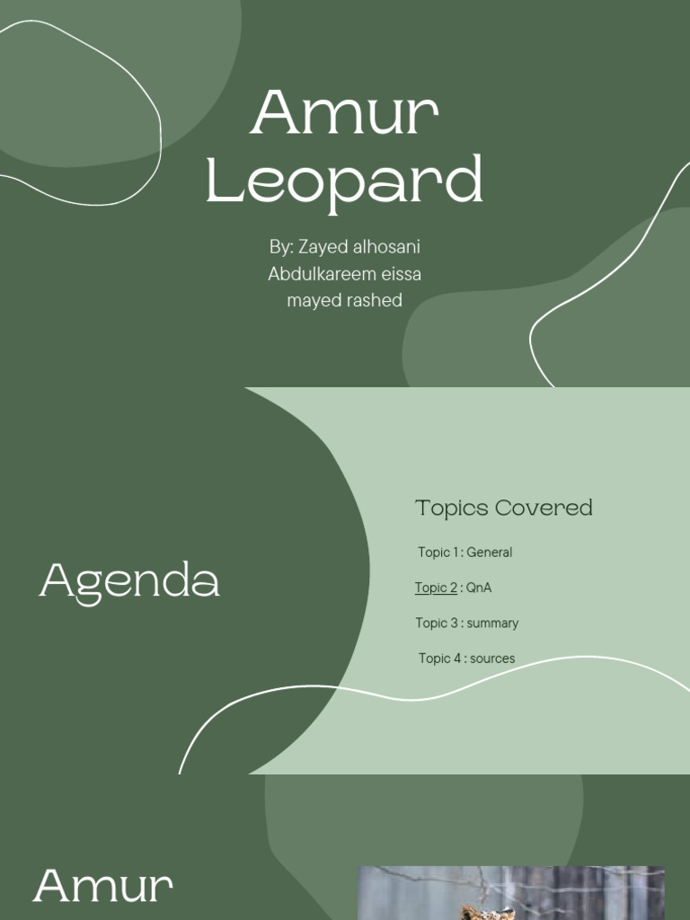 Amur Leopard English Presentation | PDF | Endangered Species | Leopard